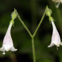Spring Native Plant Sale - North Coast CNPS Nursery